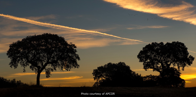 Suntaste Solar Oven - SunOK